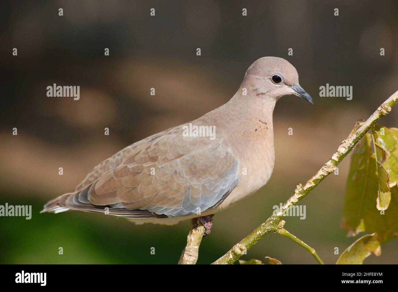 Laughing dove (Spilopelia senegalensis) in the United Arab Emirates ...