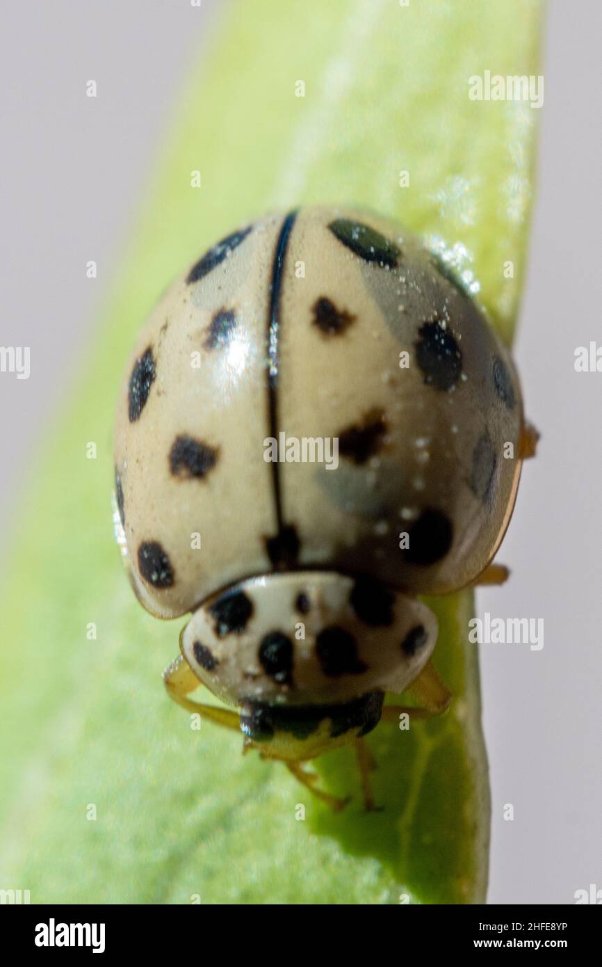 Black Spotted Lady Beetle (Bulaea lichatschovi) macro photography on ...