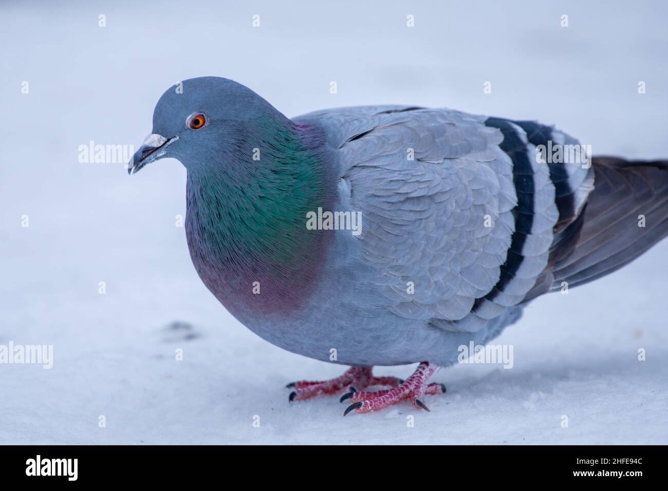 Rock dove, rock pigeon, or common pigeon (Columba livia) in the snow in ...