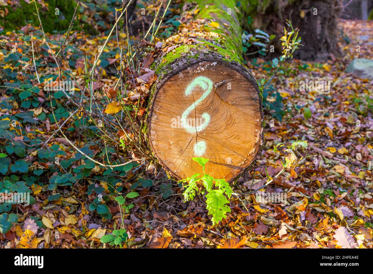 tree in forest with painted question mark Stock Photo - Alamy