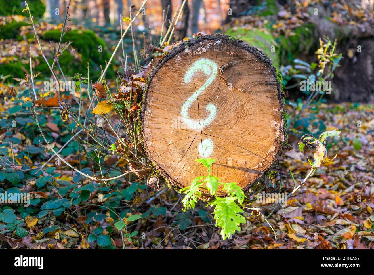 tree in forest with painted question mark Stock Photo - Alamy