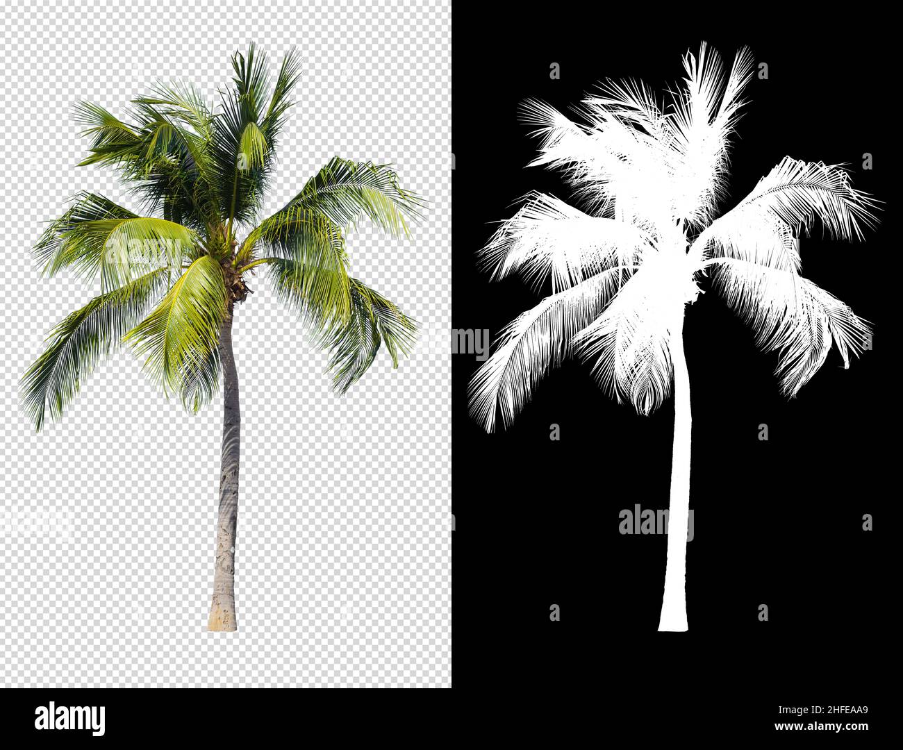 Coconut tree isolated with alpha channel compositing and clipping path ...