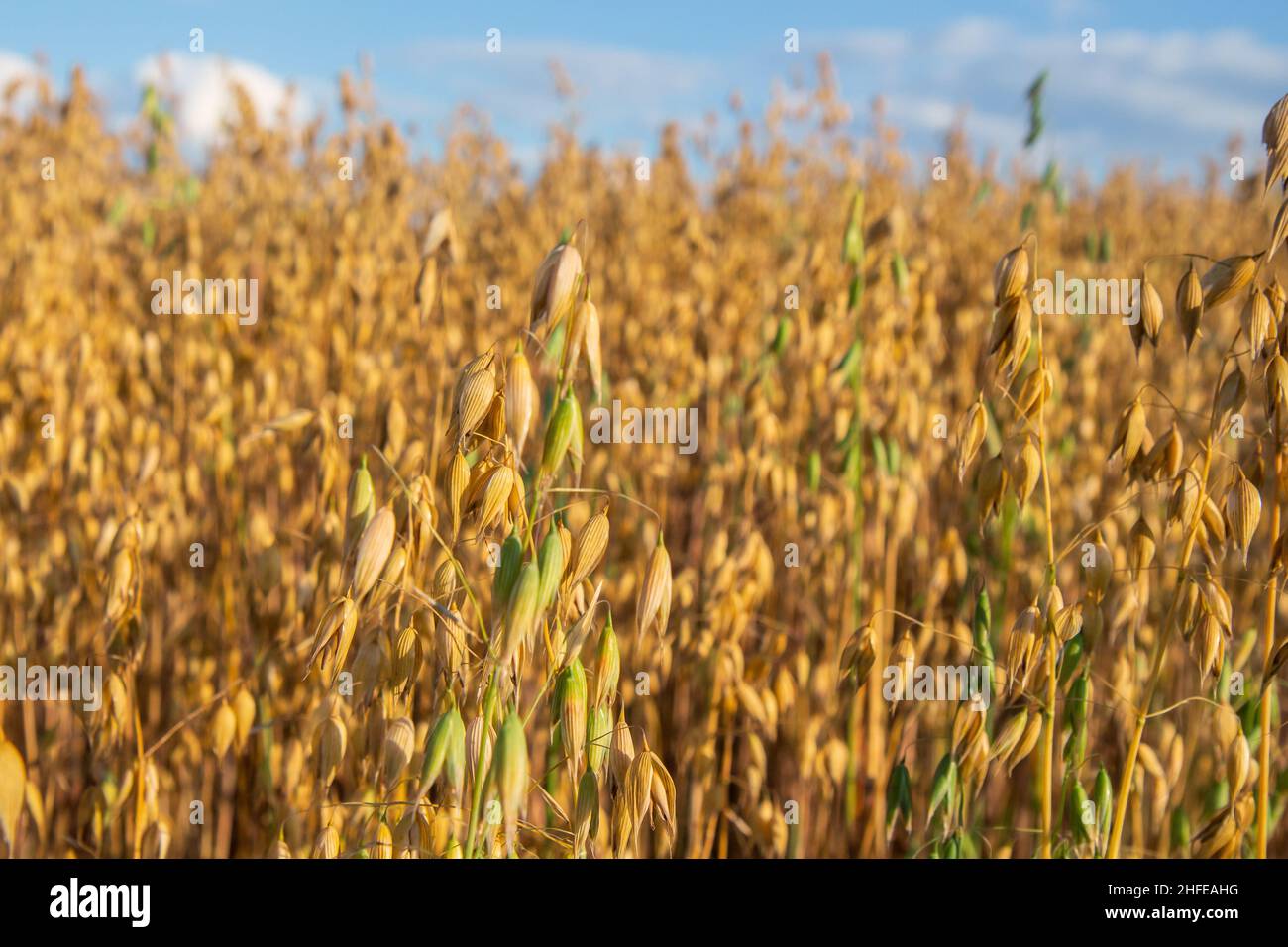 oats growing in the field. sunny day. harvest ripening Stock Photo - Alamy