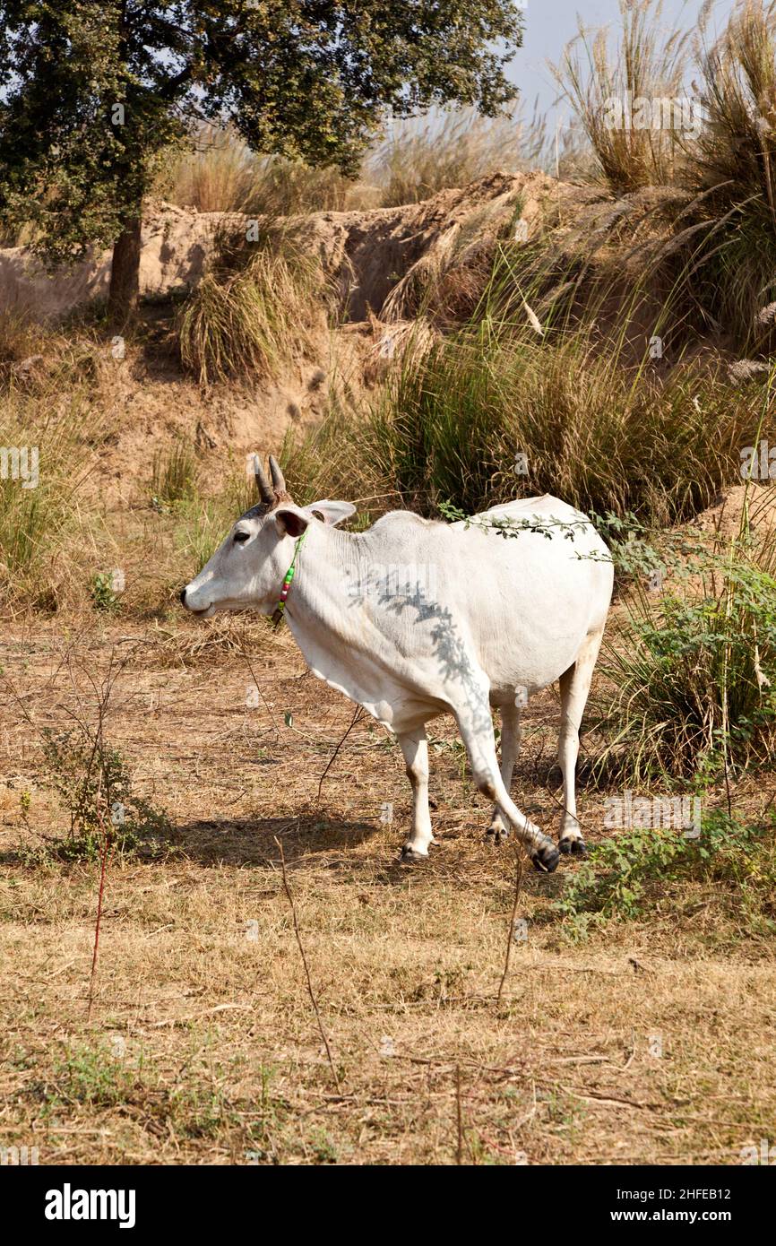 Cows resting in a field hi-res stock photography and images - Alamy