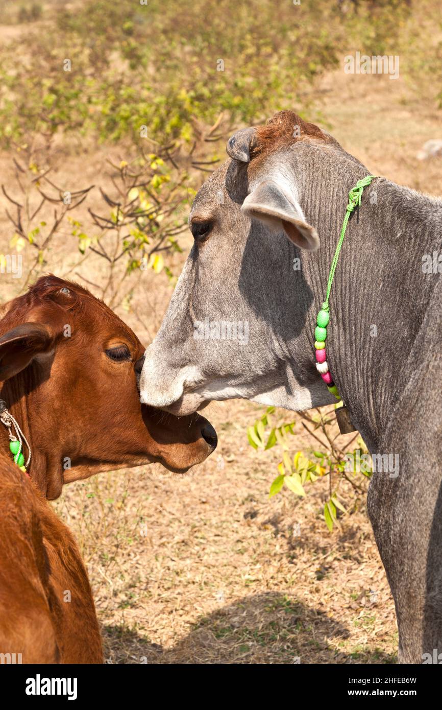 mother cow with young calf resting in a field Stock Photo - Alamy
