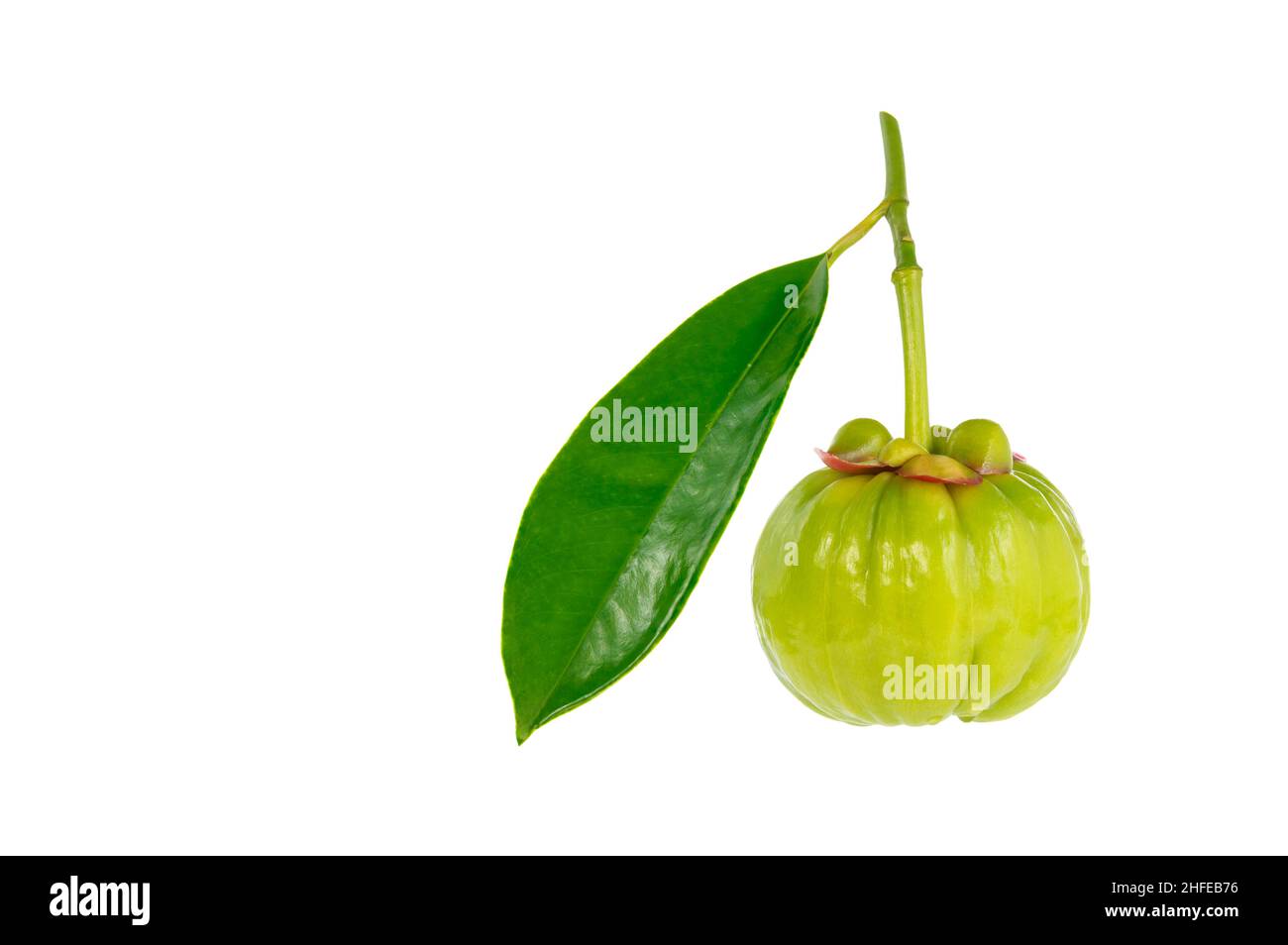 Garcinia cambogia fresh fruit, isolated on white. Garcinia atroviridis is a spice plants. It ...