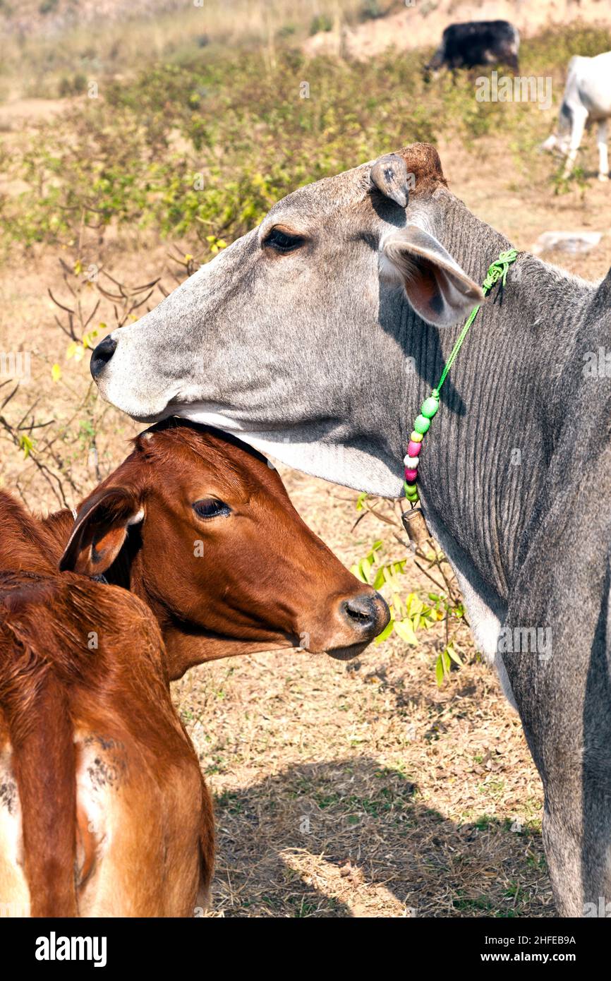 mother cow with young calf resting in a field Stock Photo - Alamy