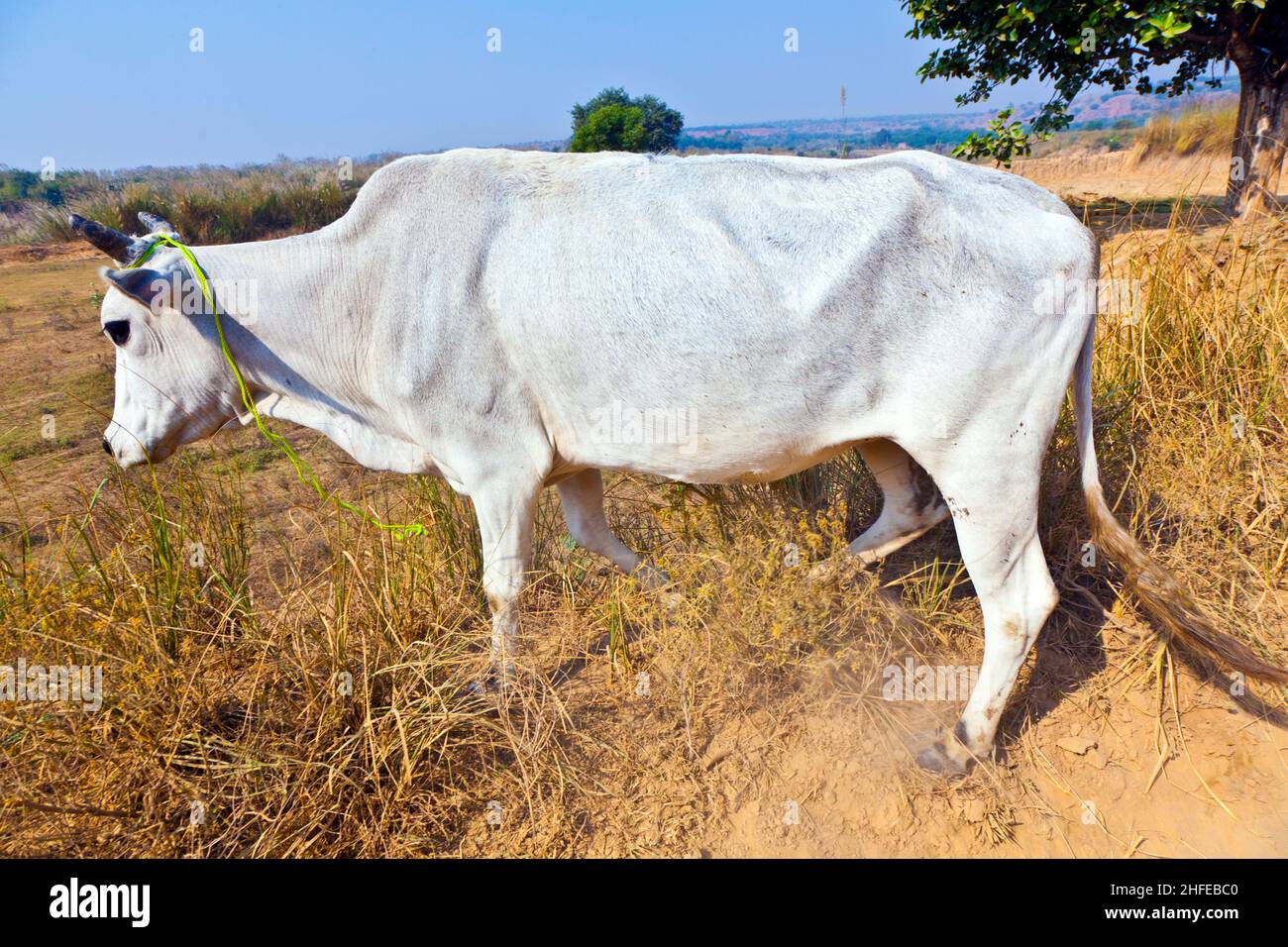 cow walking along a trail in open area Stock Photo - Alamy