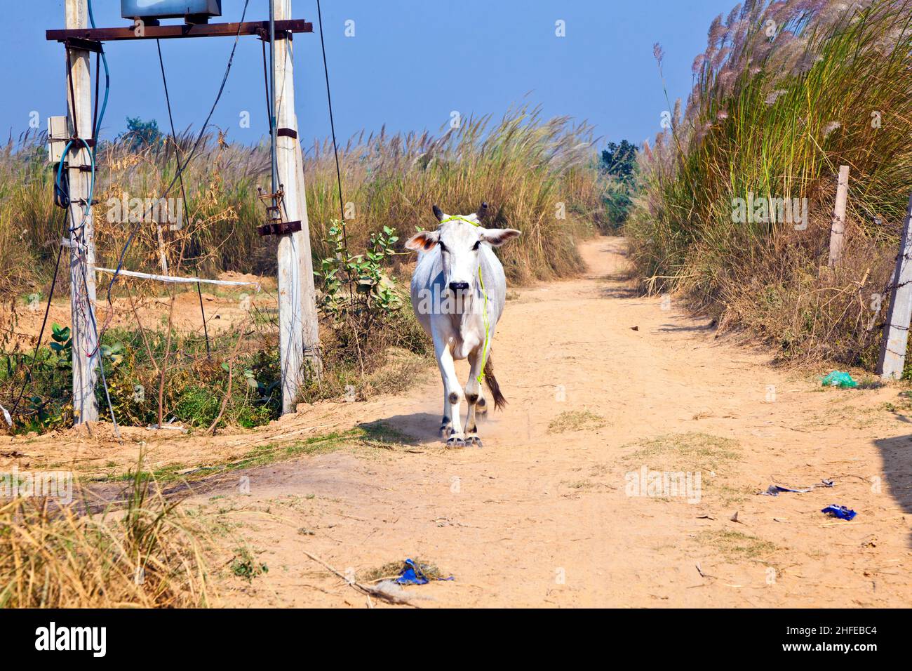 cow walking along a trail in open area Stock Photo - Alamy