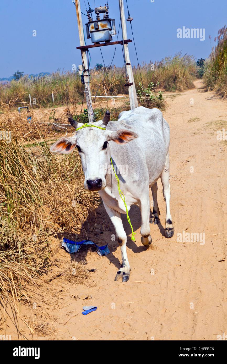 cow walking along a trail in open area Stock Photo - Alamy