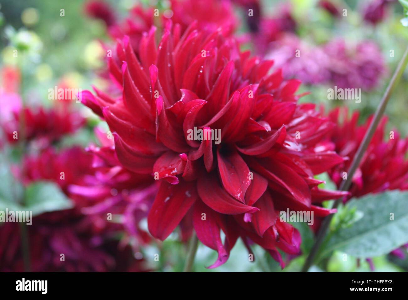 Dark red dahlia flower in garden Stock Photo - Alamy