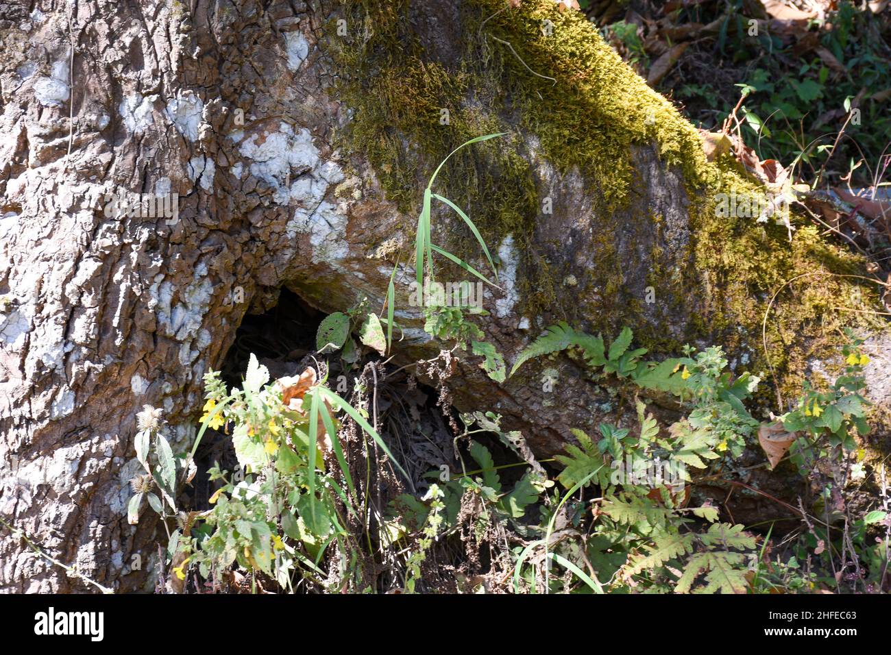 Moss on Bottom of Tree Trunk in Woods in Himalaya forest Stock Photo ...