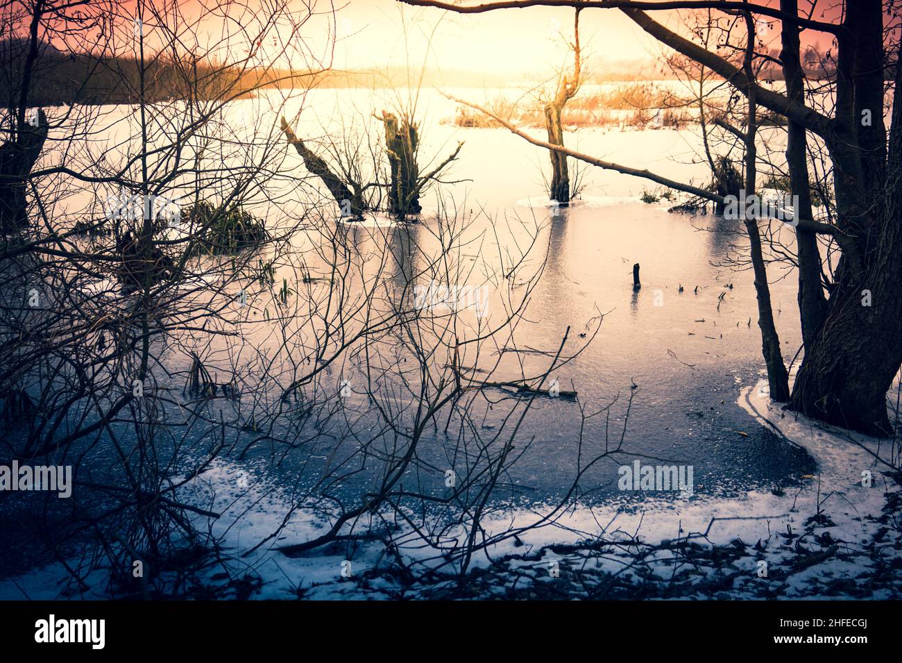 Frozen swamp in winter, Kolobrzeg Podczele, Poland Stock Photo - Alamy