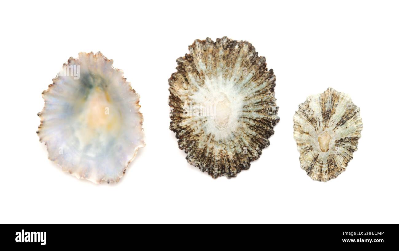 Attractive shells Cut Out Stock Images & Pictures - Alamy