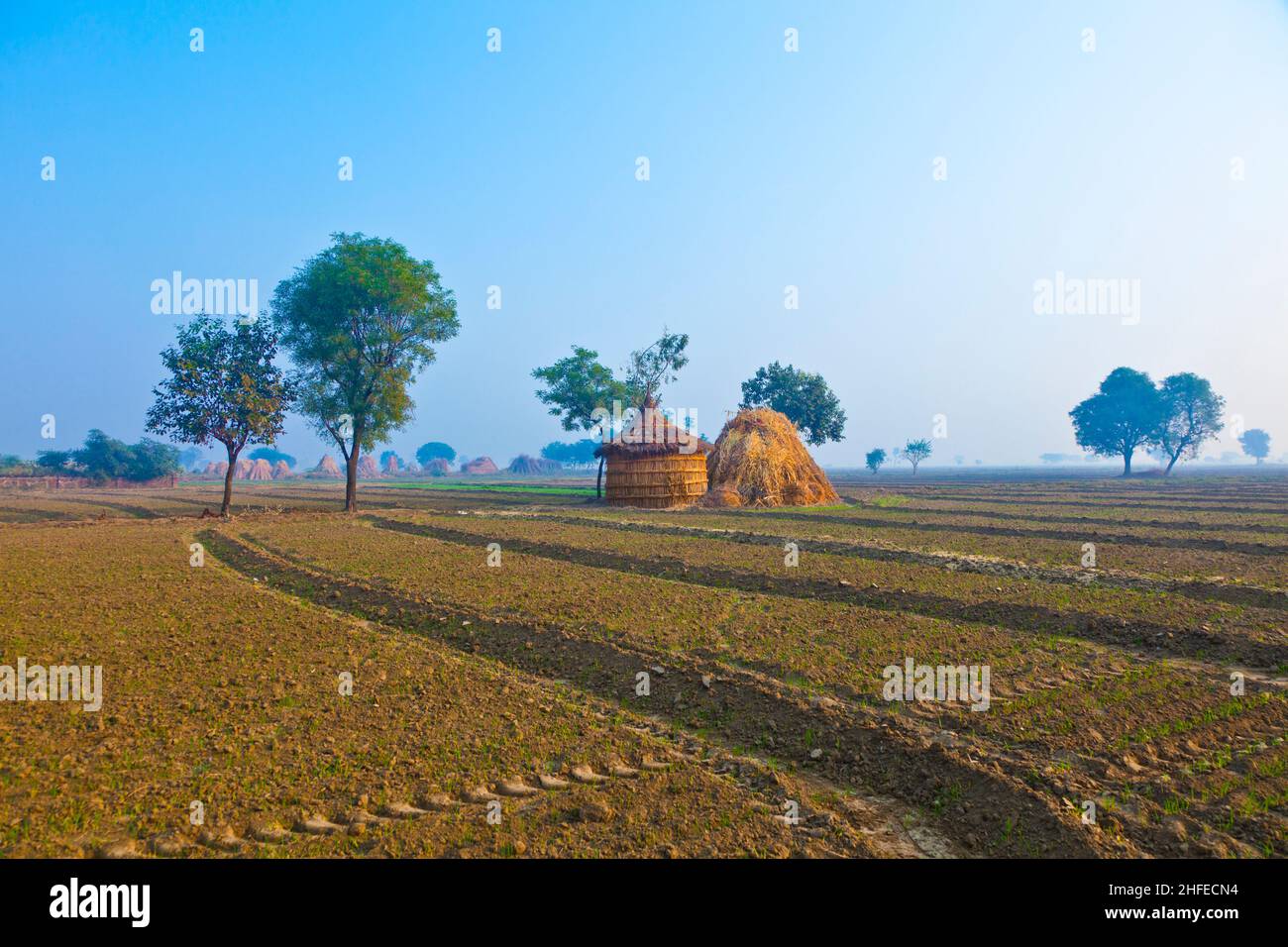 straw hut of local people in India, Rajasthan in early morning light ...