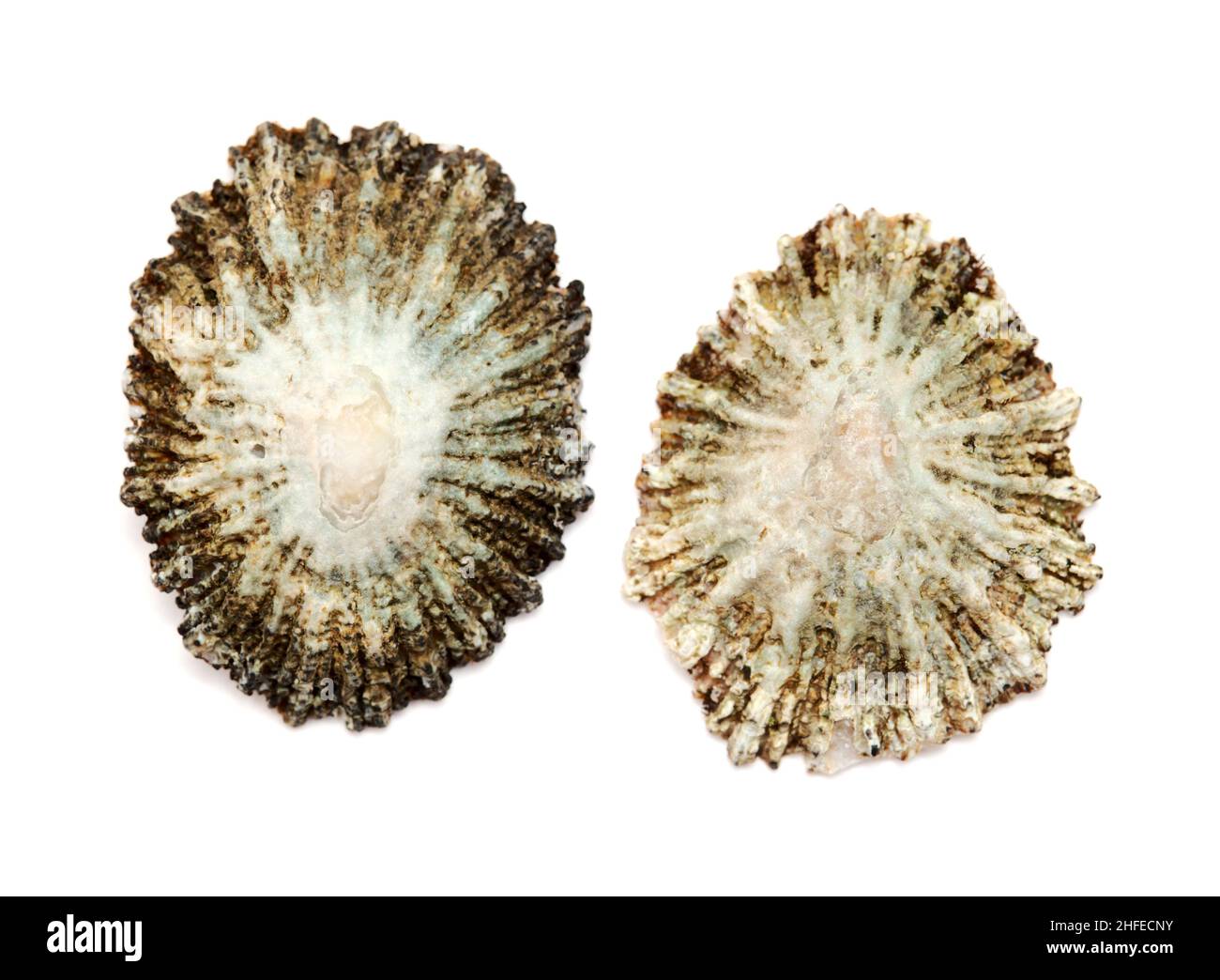 Limpet shells found on beaches of Gran Canaria, isolated on white ...