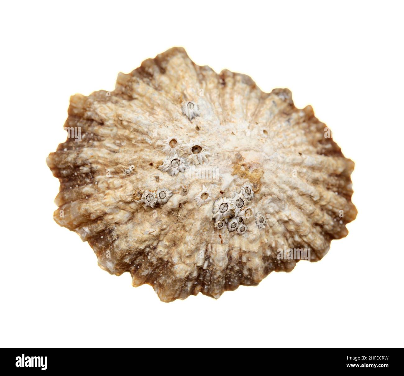 Attractive shells Cut Out Stock Images & Pictures - Alamy