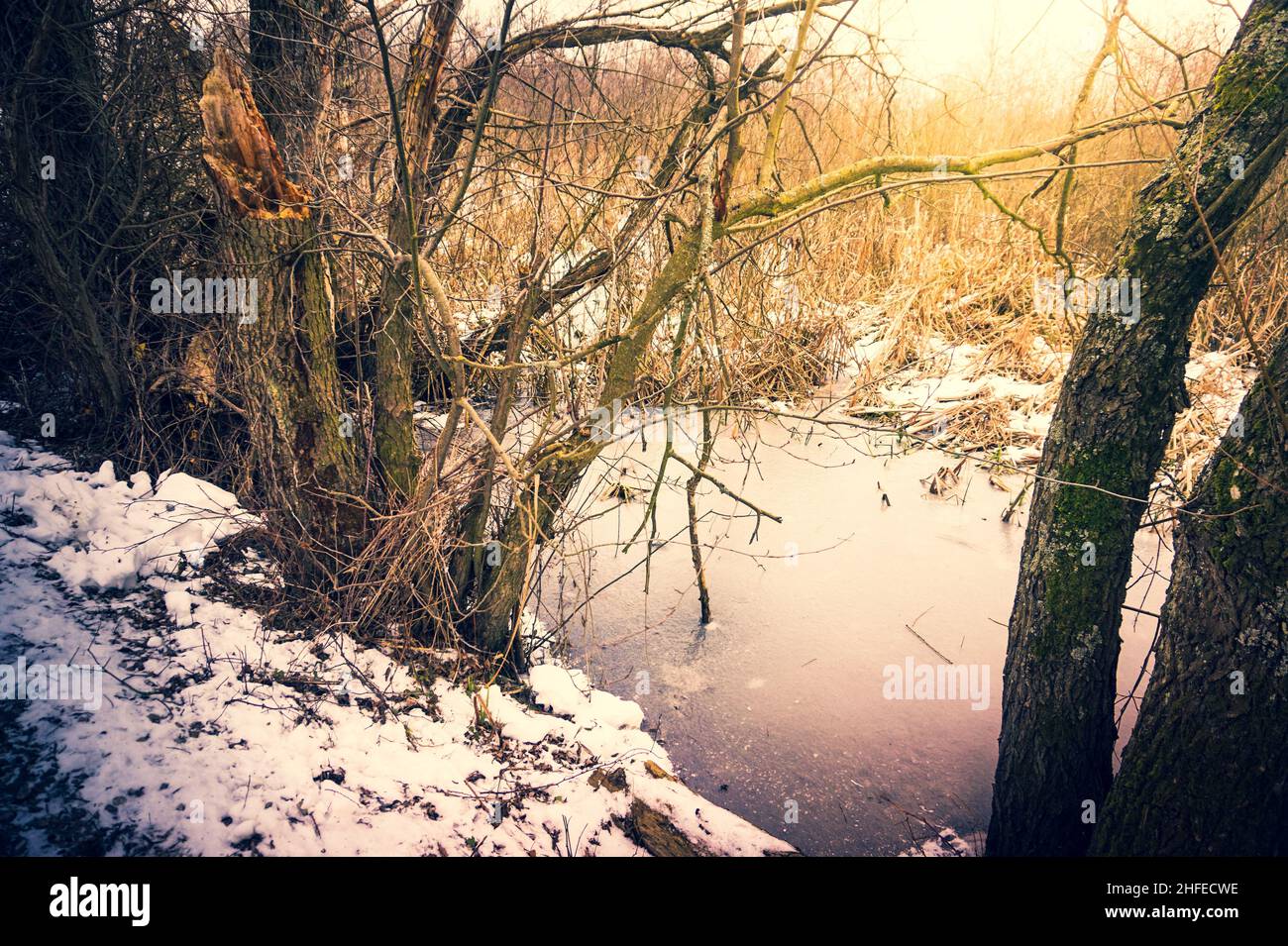 Frozen swamp in winter, Kolobrzeg Podczele, Poland Stock Photo - Alamy