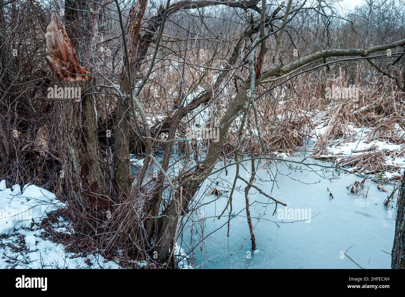 Frozen swamp in winter, Kolobrzeg Podczele, Poland Stock Photo - Alamy