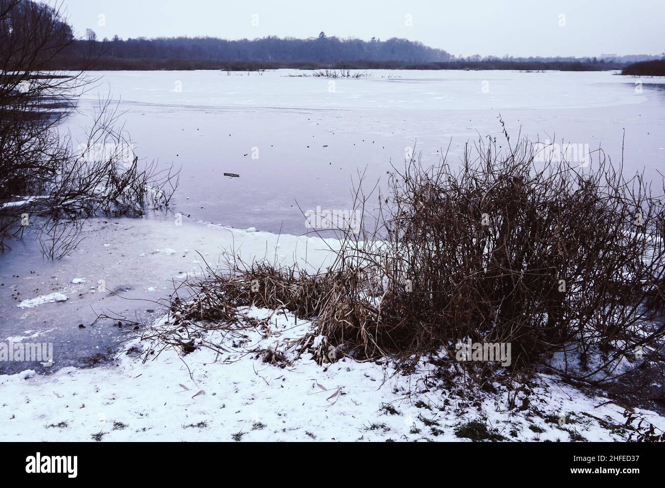 Frozen swamp in winter, Kolobrzeg Podczele, Poland Stock Photo - Alamy