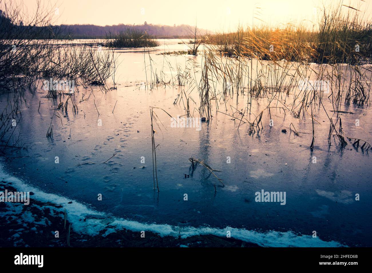 Frozen swamp in winter, Kolobrzeg Podczele, Poland Stock Photo - Alamy