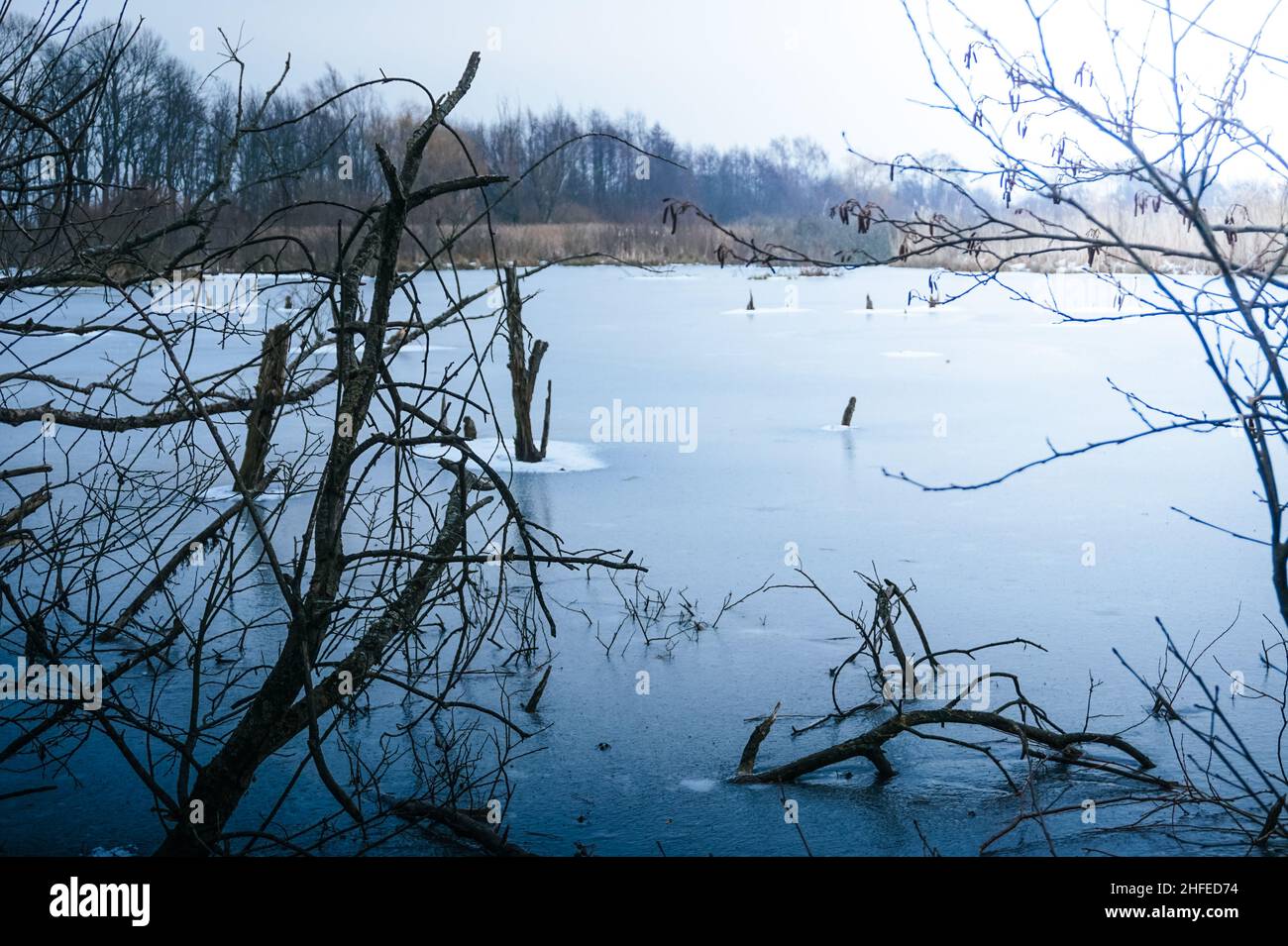 Frozen swamp in winter, Kolobrzeg Podczele, Poland Stock Photo - Alamy