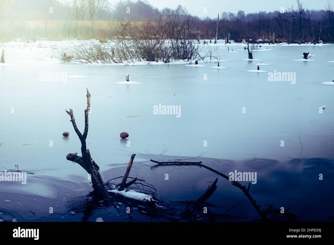 Frozen swamp in winter, Kolobrzeg Podczele, Poland Stock Photo - Alamy