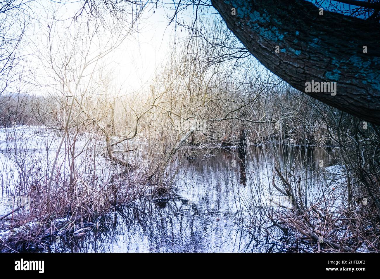 Frozen swamp in winter, Kolobrzeg Podczele, Poland Stock Photo - Alamy