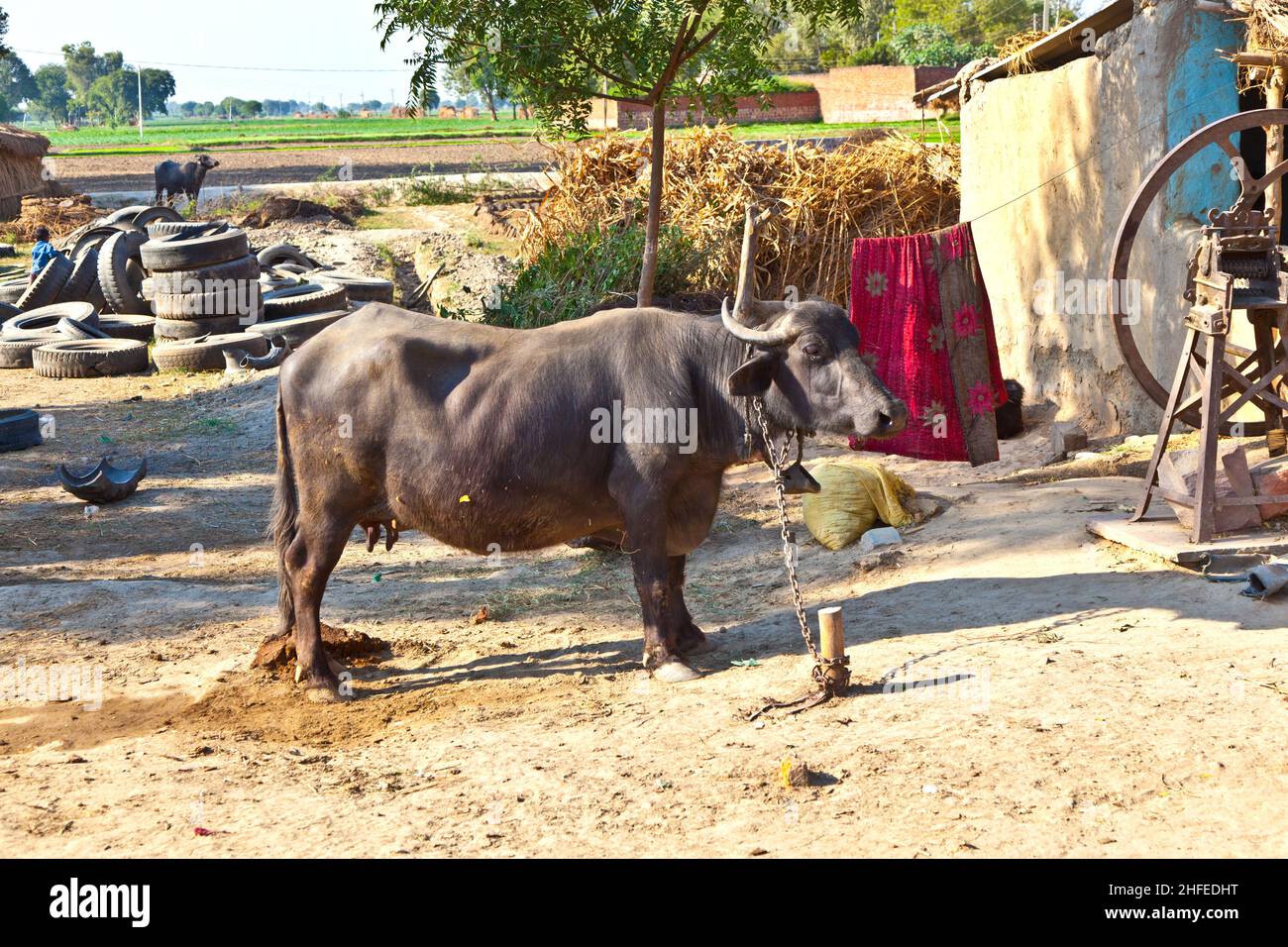 cow in the village Stock Photo - Alamy