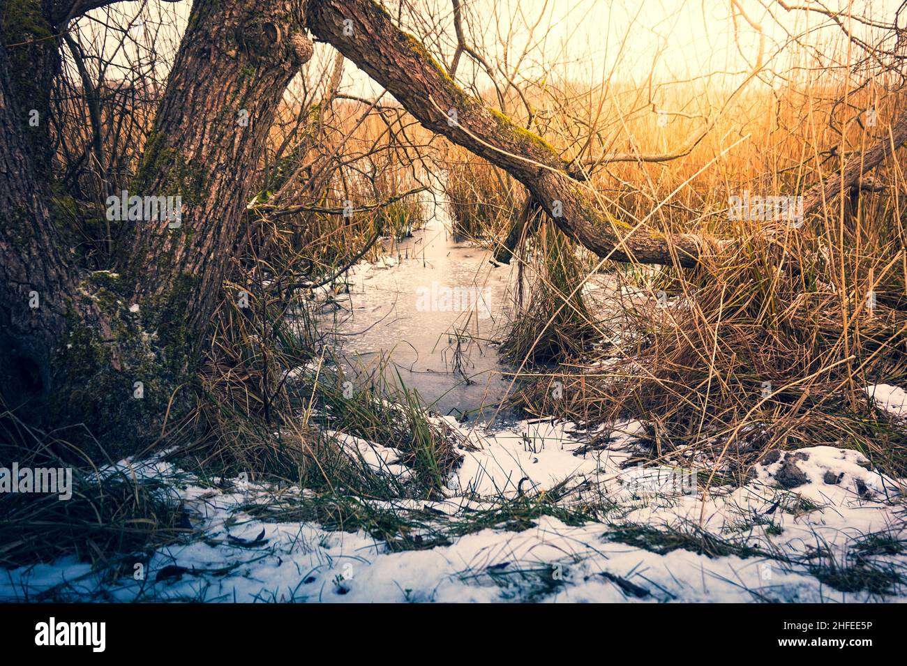 Frozen swamp in winter, Kolobrzeg Podczele, Poland Stock Photo - Alamy