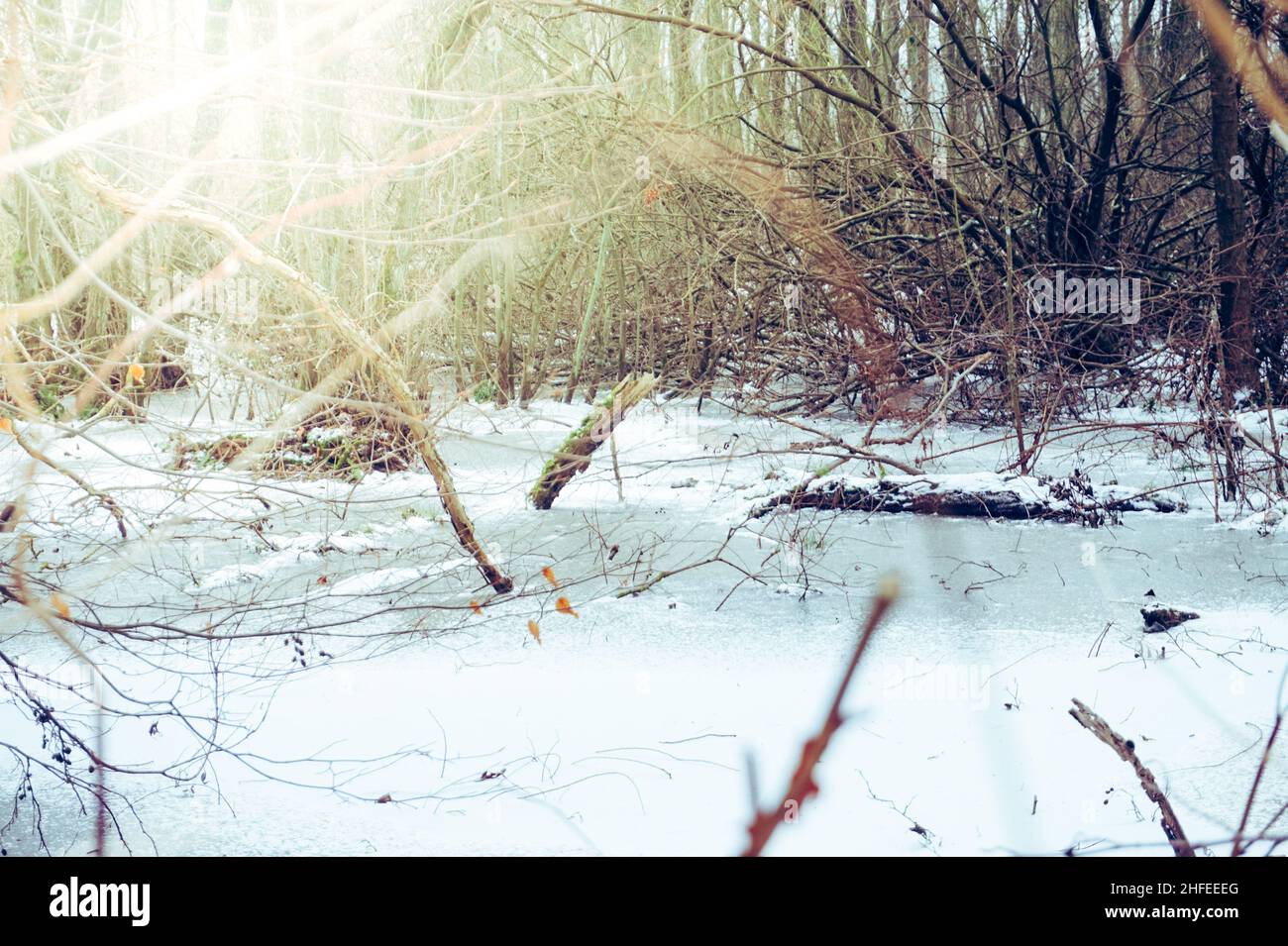 Frozen swamp in winter, Kolobrzeg Podczele, Poland Stock Photo - Alamy