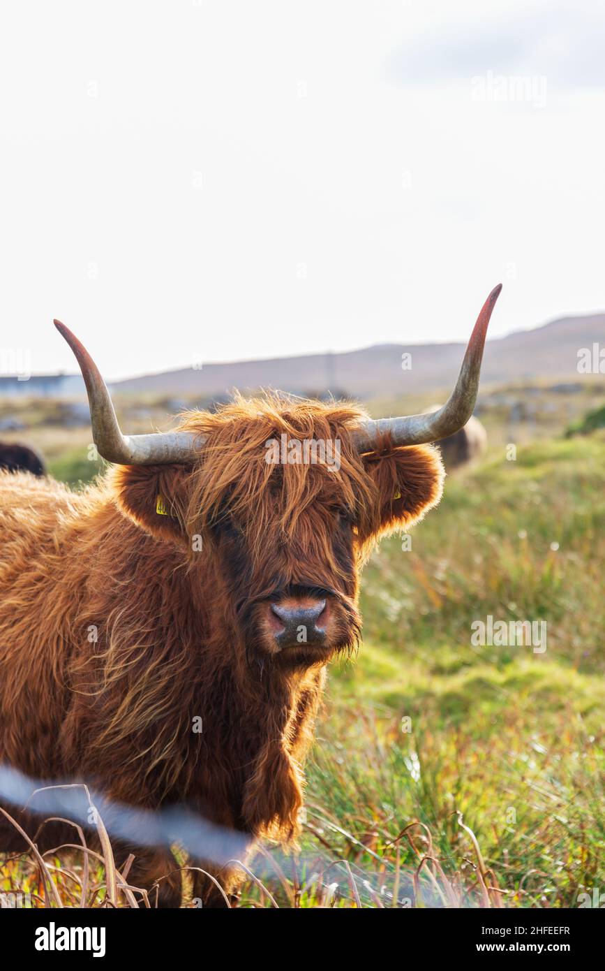 Adult Highland cow in a field Stock Photo - Alamy