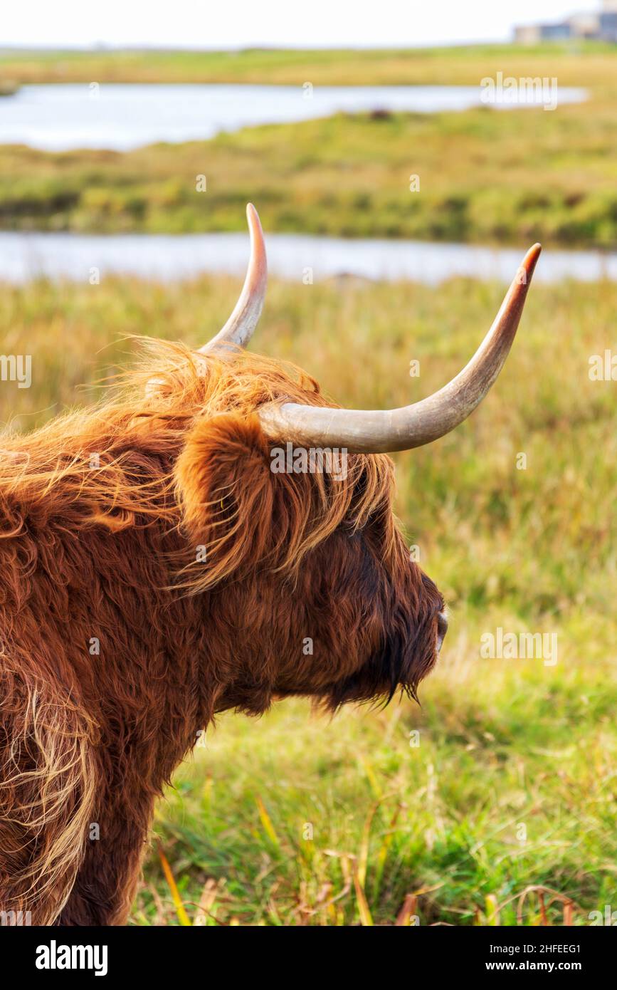 Adult Highland cow in a field Stock Photo - Alamy