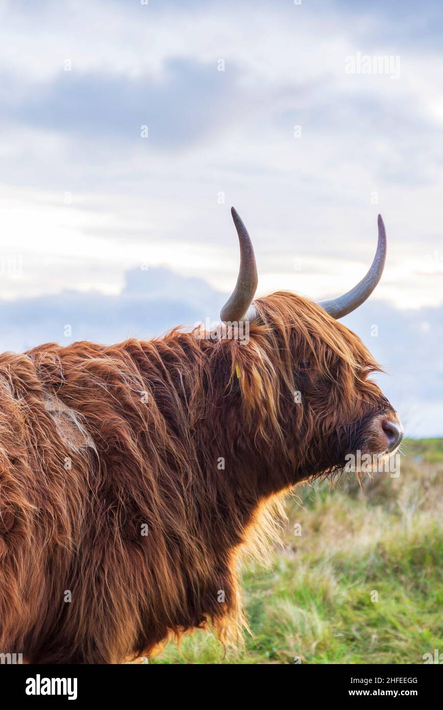 Adult Highland cow in a field Stock Photo - Alamy