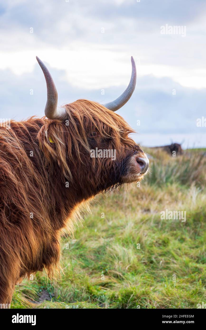 Adult Highland cow in a field Stock Photo - Alamy