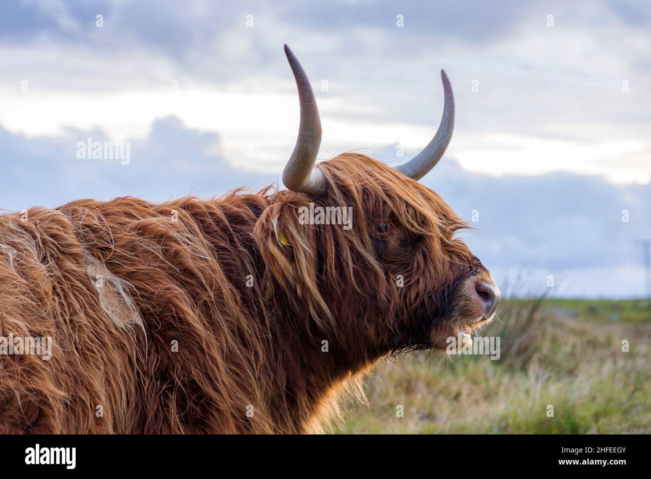 Adult Highland cow in a field Stock Photo - Alamy