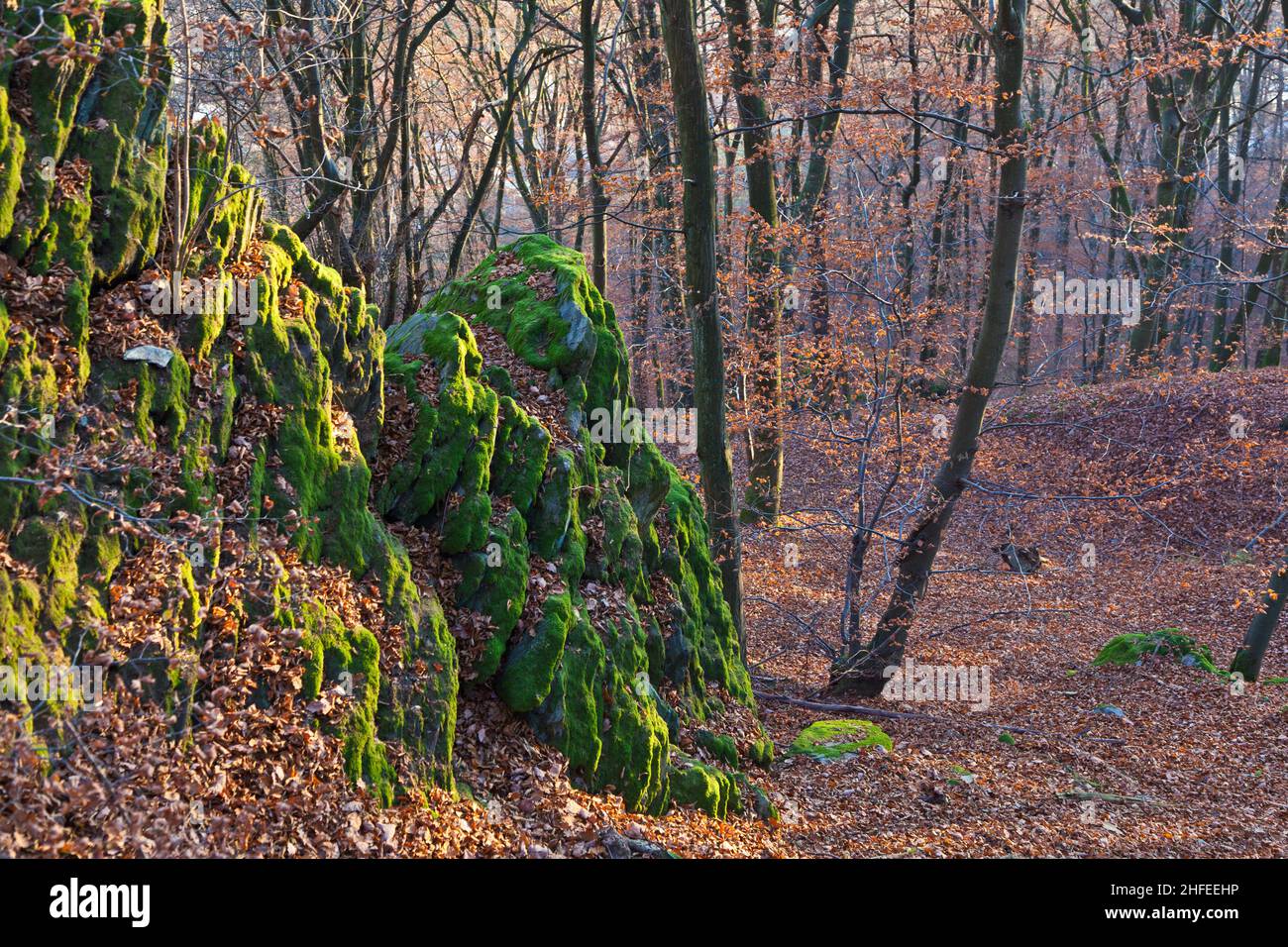 oak forest in autumn with a big rock covered by moss Stock Photo - Alamy