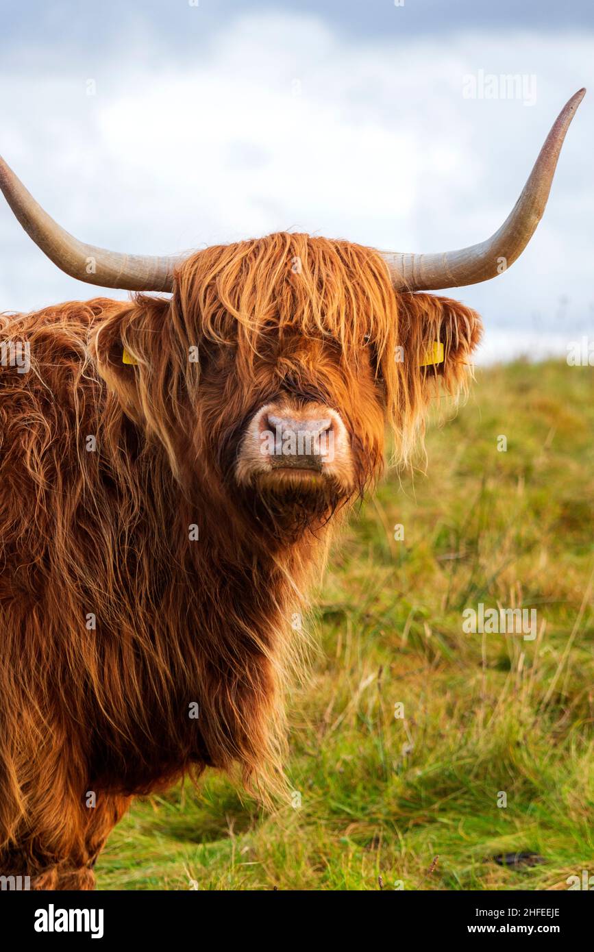 Ginger highland cow hi-res stock photography and images - Alamy