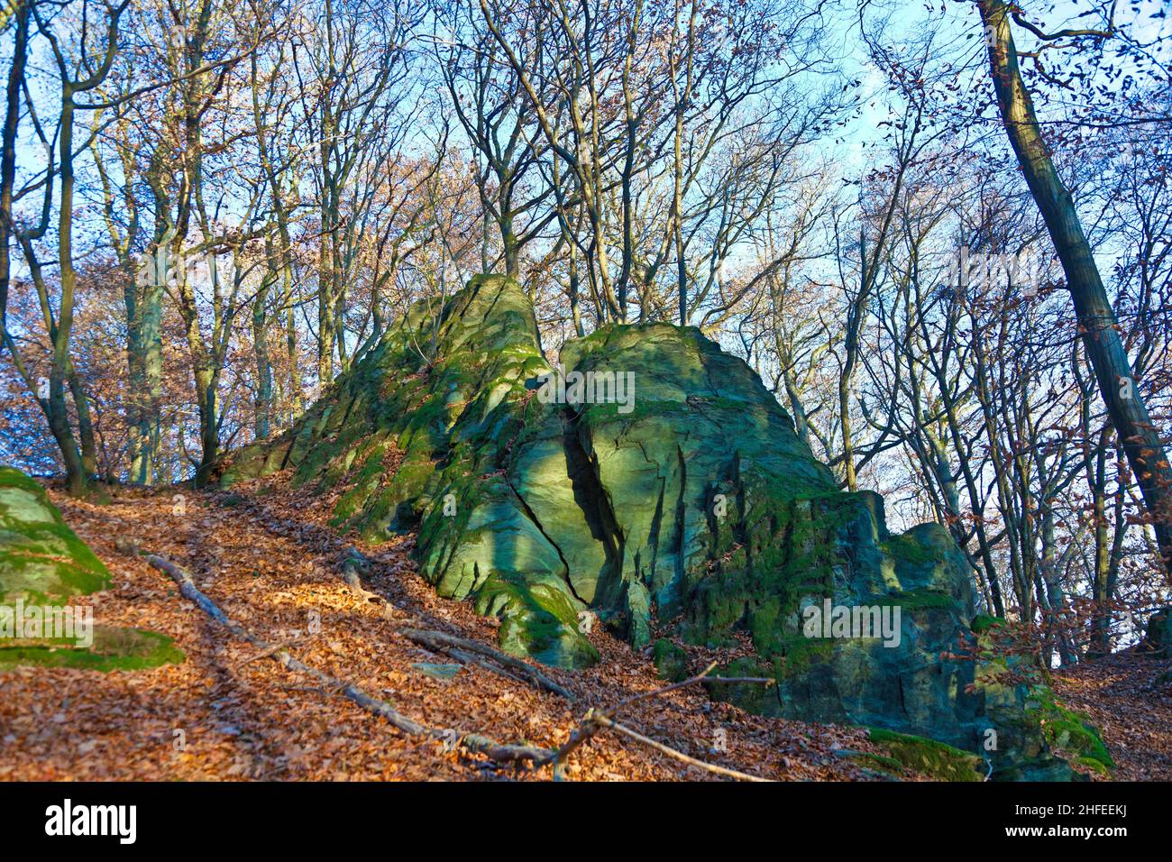 oak forest in autumn with a big rock covered by moss Stock Photo - Alamy