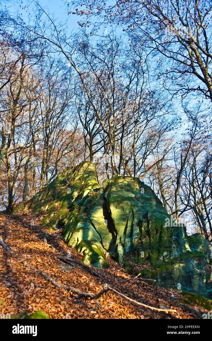 oak forest in autumn with a big rock covered by moss Stock Photo - Alamy