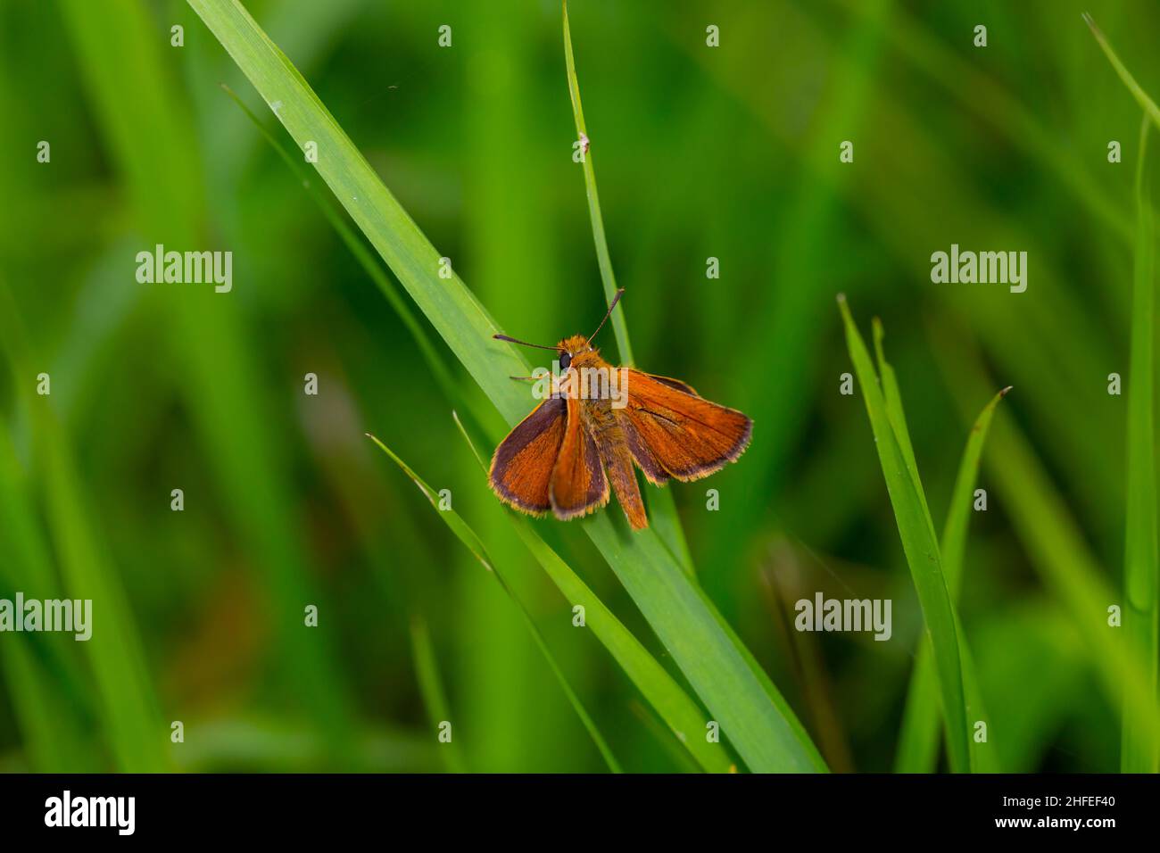 Small orange butterfly hi-res stock photography and images - Alamy