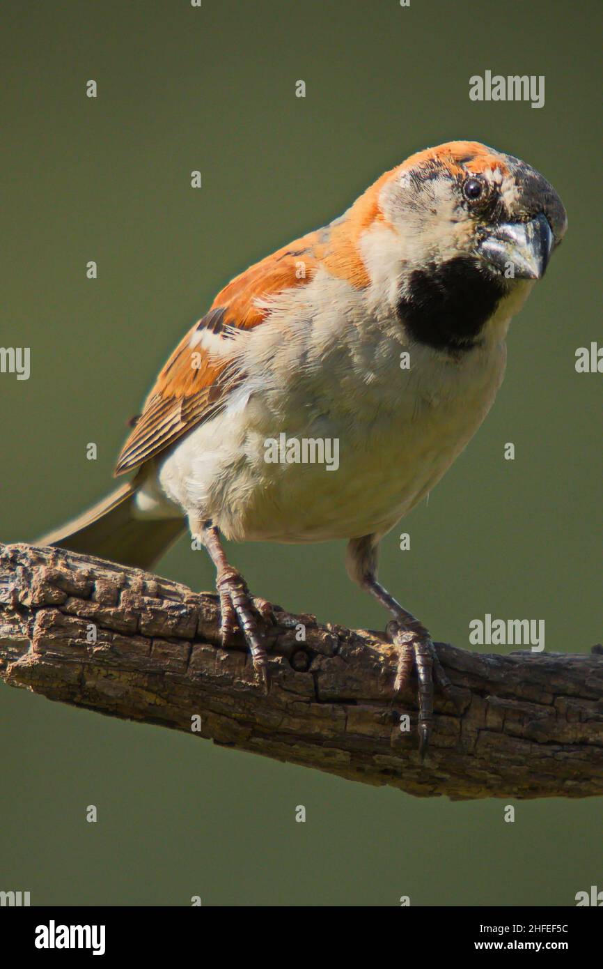 Great sparrow passer motitensis hi-res stock photography and images - Alamy