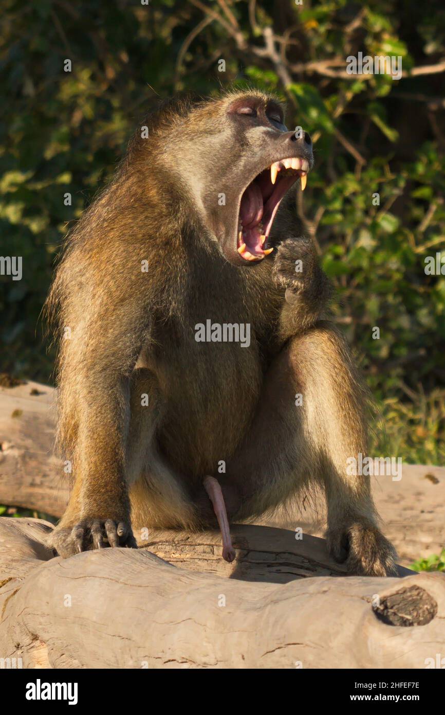 Chacma Baboon monkey in Chobe National park in Botswana in Africa Stock ...