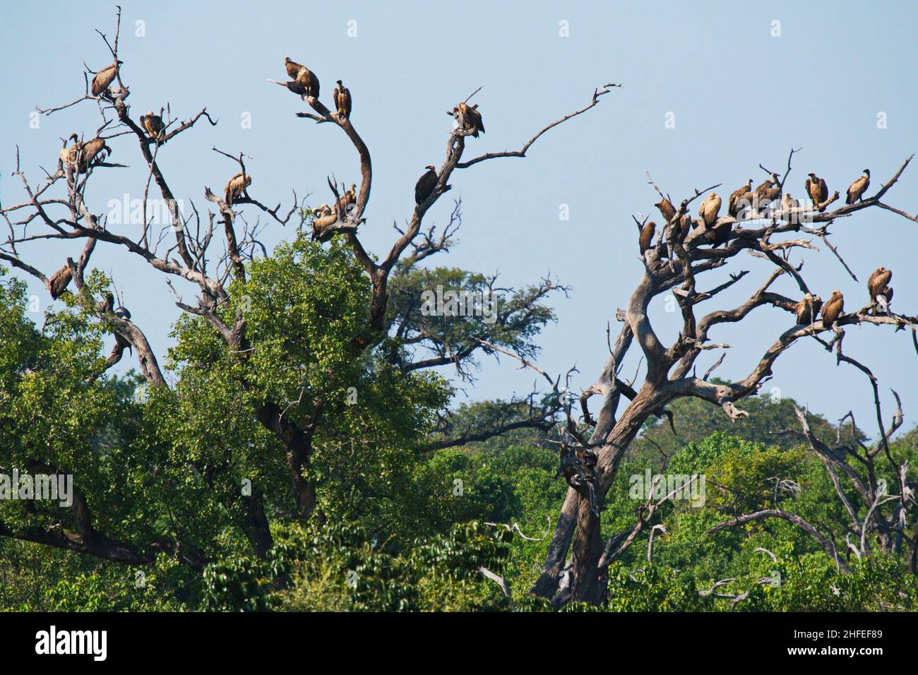 Vultures on a tree in Chobe National park in Botswana in Africa Stock ...
