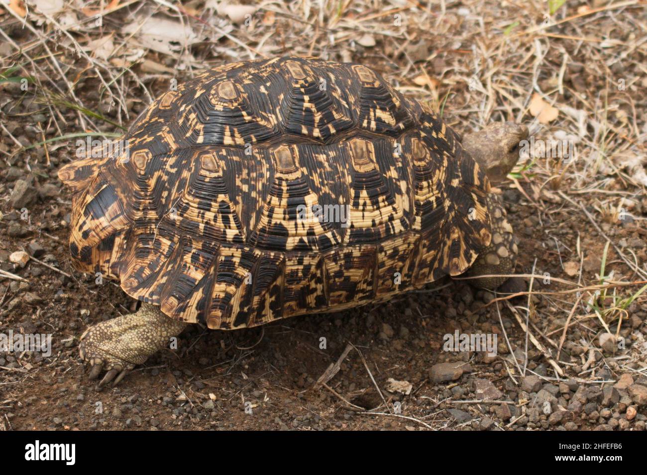 Hinged Tortoise in Kruger National park in South African Republic in ...