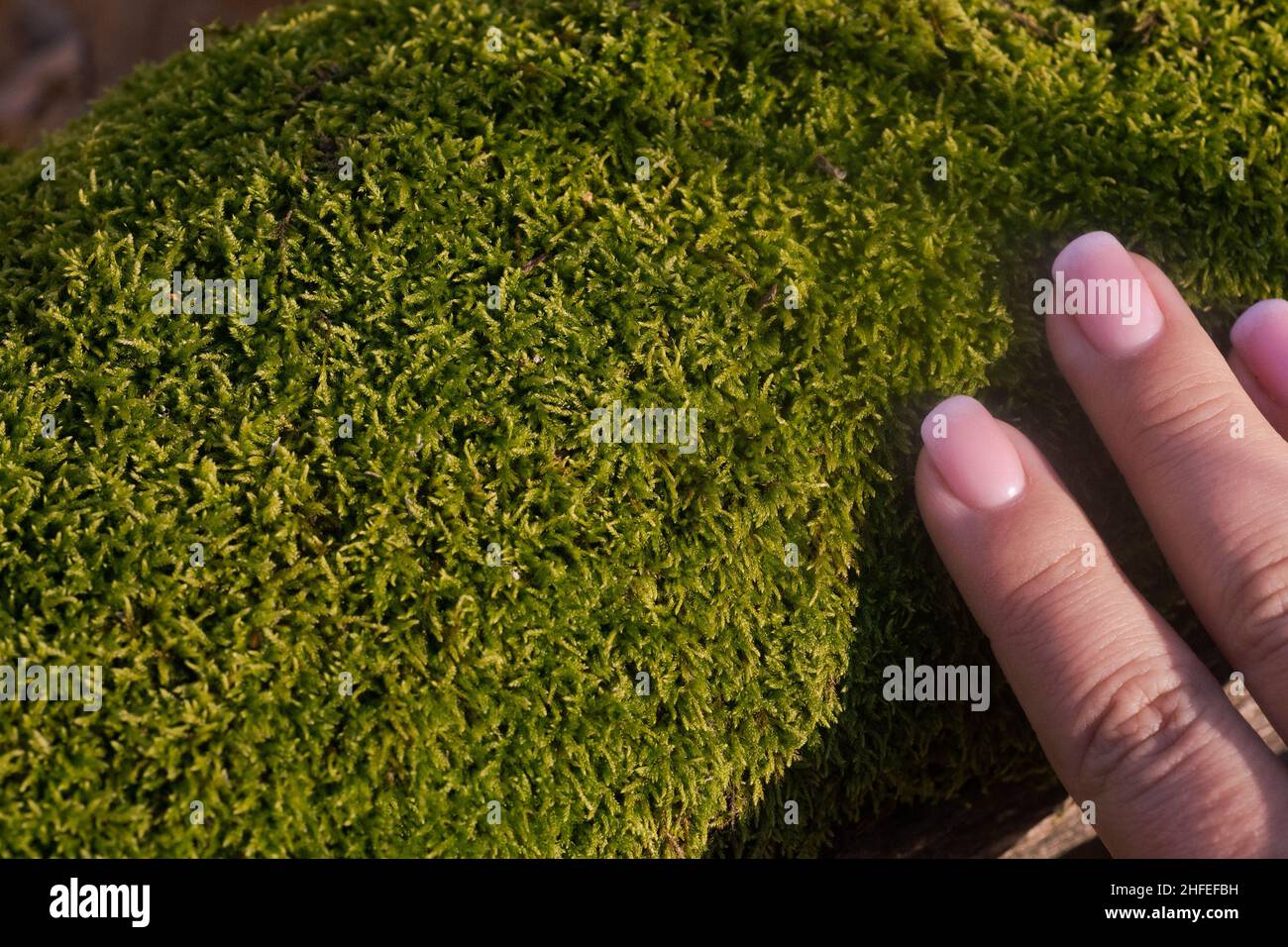 Woman hand gently touching natural moss of light green color on tree ...