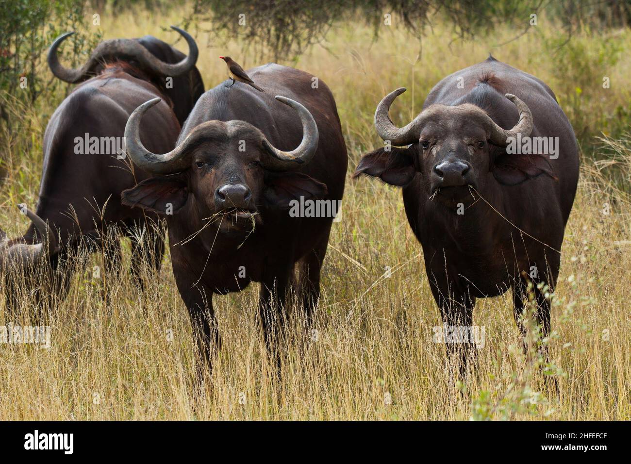 African buffalo in Kruger National park in South African Republic in ...