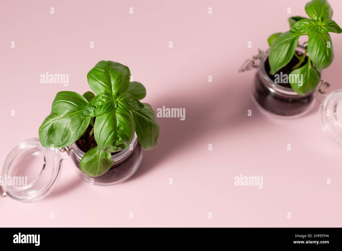 Green basil in glass jars on pink background Stock Photo - Alamy