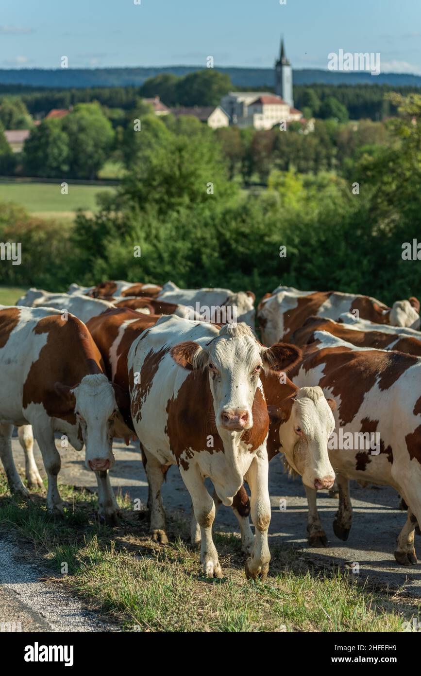 Cow group hi-res stock photography and images - Alamy