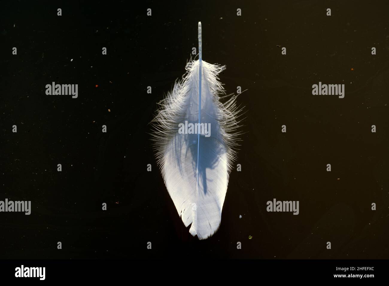 A swan`s feather floating on water Stock Photo - Alamy